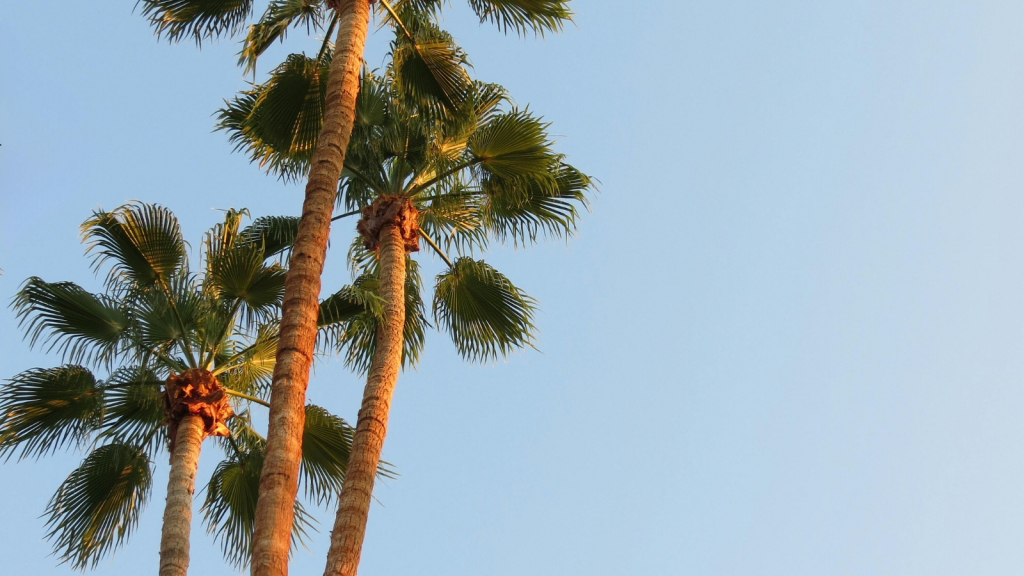 Los Angeles Surrogacy with EDSI | For Intended Parents